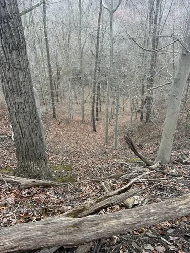 Best Forest Trails in Bacon Ridge Natural Area | AllTrails