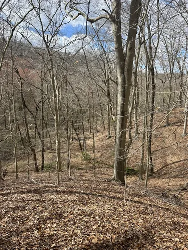 Best Forest Trails in Bacon Ridge Natural Area | AllTrails