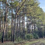Hog Pond Loop, Florida - 266 Reviews, Map | AllTrails