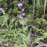 Hog Pond Loop, Florida - 266 Reviews, Map | AllTrails