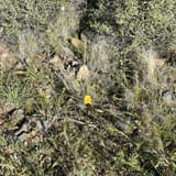 Dixie Summit Trail, Arizona - 1,534 Reviews, Map | AllTrails