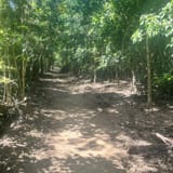 Reef Bay Trail, Saint John, US Virgin Islands - 1,019 Reviews, Map ...