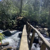 Maddron Bald Trail to Albright Grove Loop, Tennessee - 943 Reviews, Map ...