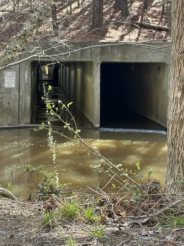 Best Hikes and Trails in Carl Alwin Schenck Memorial Forest | AllTrails