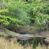 Econlockhatchee River Trail, Florida - 449 Reviews, Map | AllTrails