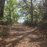 Econlockhatchee River Trail, Florida - 449 Reviews, Map | AllTrails