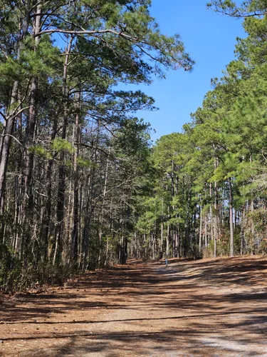 Best Forest Trails in North Myrtle Beach | AllTrails