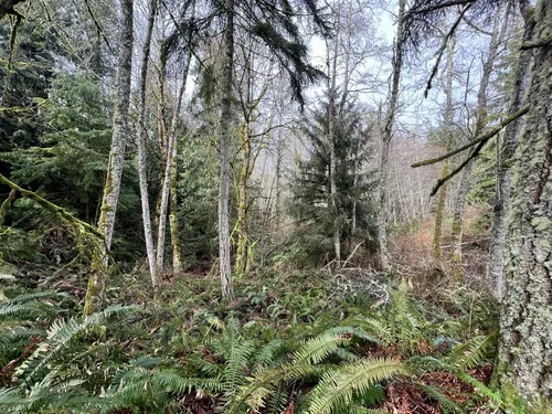 Best Forest Trails in Port Ludlow | AllTrails