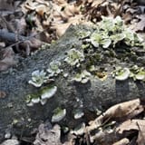 Martell Forest Loop, Indiana - 455 Reviews, Map | AllTrails