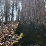 Martell Forest Loop, Indiana - 455 Reviews, Map | AllTrails