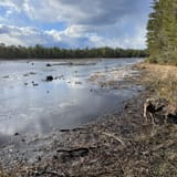 Batsto Lake Trail, New Jersey - 1,583 Reviews, Map | AllTrails