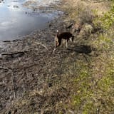 Batsto Lake Trail, New Jersey - 1,583 Reviews, Map | AllTrails