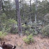 Batsto Lake Trail, New Jersey - 1,583 Reviews, Map | AllTrails