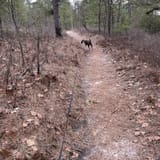 Batsto Lake Trail, New Jersey - 1,583 Reviews, Map | AllTrails