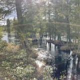Batsto Lake Trail, New Jersey - 1,583 Reviews, Map | AllTrails