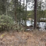 Batsto Lake Trail, New Jersey - 1,583 Reviews, Map | AllTrails