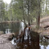 Batsto Lake Trail, New Jersey - 1,583 Reviews, Map | AllTrails