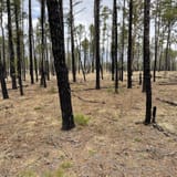 Batsto Lake Trail, New Jersey - 1,583 Reviews, Map | AllTrails