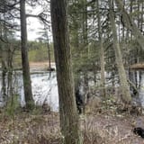 Batsto Lake Trail, New Jersey - 1,583 Reviews, Map | AllTrails