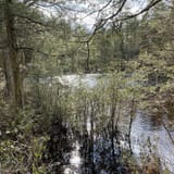 Batsto Lake Trail, New Jersey - 1,583 Reviews, Map | AllTrails