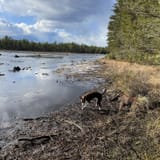 Batsto Lake Trail, New Jersey - 1,583 Reviews, Map | AllTrails