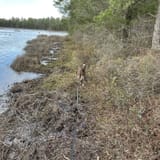 Batsto Lake Trail, New Jersey - 1,583 Reviews, Map | AllTrails