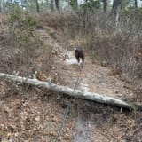 Batsto Lake Trail, New Jersey - 1,583 Reviews, Map | AllTrails