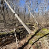 Devil's Backbone Trail, Tennessee - 336 Reviews, Map | AllTrails