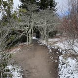 Massie Gap and Wilburn Ridge Loop, Virginia - 928 Reviews, Map | AllTrails