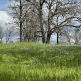 Johnson Springview Outer Loop, California - 369 Reviews, Map | AllTrails