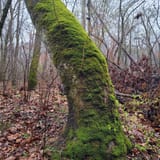 Bootleg Access Trail, Missouri - 72 Reviews, Map | AllTrails