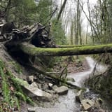 Chuckanut Falls, Washington - 616 Reviews, Map | AllTrails