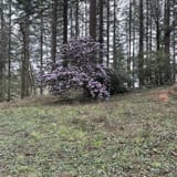 Washington Park Loop, Oregon - 1,595 Reviews, Map | AllTrails