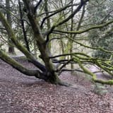 Washington Park Loop, Oregon - 1,595 Reviews, Map | AllTrails