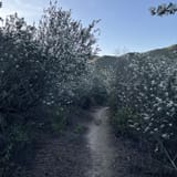 Morgan Trail, California - 536 Reviews, Map | AllTrails