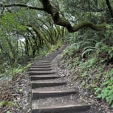 Dipsea Trail, California - 1,448 Reviews, Map | AllTrails