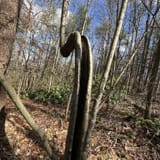 Red Byrd Arch, Kentucky - 265 Reviews, Map | AllTrails