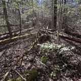 Red Byrd Arch, Kentucky - 265 Reviews, Map | AllTrails