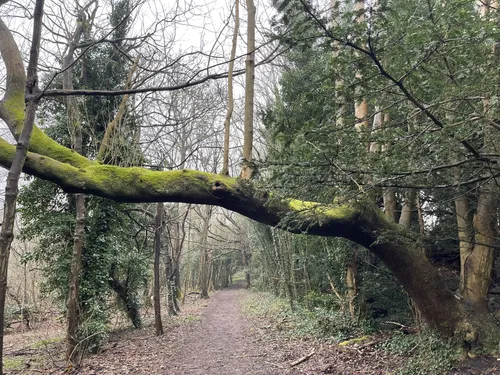 Best Hikes and Trails in Chipstead Downs SSSI | AllTrails