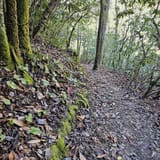 Lost Cove Loop Trail (262), North Carolina - 145 Reviews, Map | AllTrails