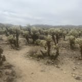 Cholla Cactus Garden, California - 2,194 Reviews, Map | AllTrails