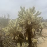 Cholla Cactus Garden, California - 2,213 Reviews, Map | AllTrails