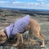 Mount Watatic, Massachusetts - 1,487 Reviews, Map | AllTrails