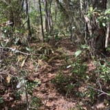 Aripeka Preserve, Florida - 143 Reviews, Map | AllTrails