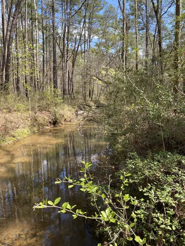 Best Camping Trails in Angelina National Forest | AllTrails