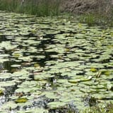 Sheldon Lake State Park Nature Loop, Texas - 245 Reviews, Map | AllTrails