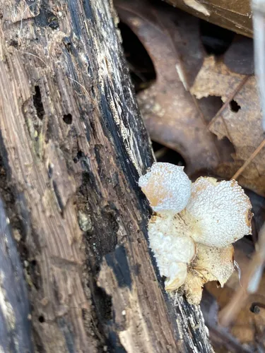 Best Hikes and Trails in Whipple Hill Conservation Lands | AllTrails