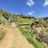 Runyon Canyon Trail, California - 7,904 Reviews, Map | AllTrails