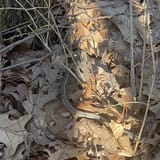 Crahen Valley Park Loop, Michigan - 1,318 Reviews, Map | AllTrails