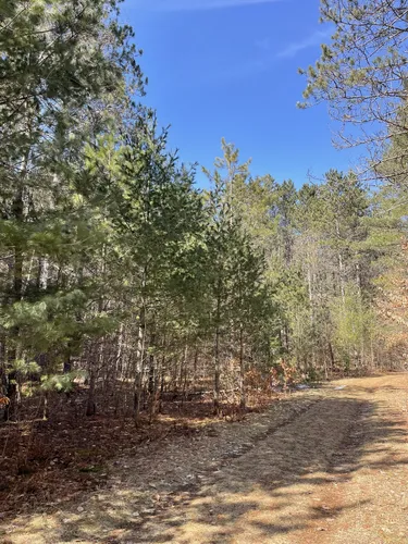 Best Views Trails in Hartwick Pines State Park | AllTrails
